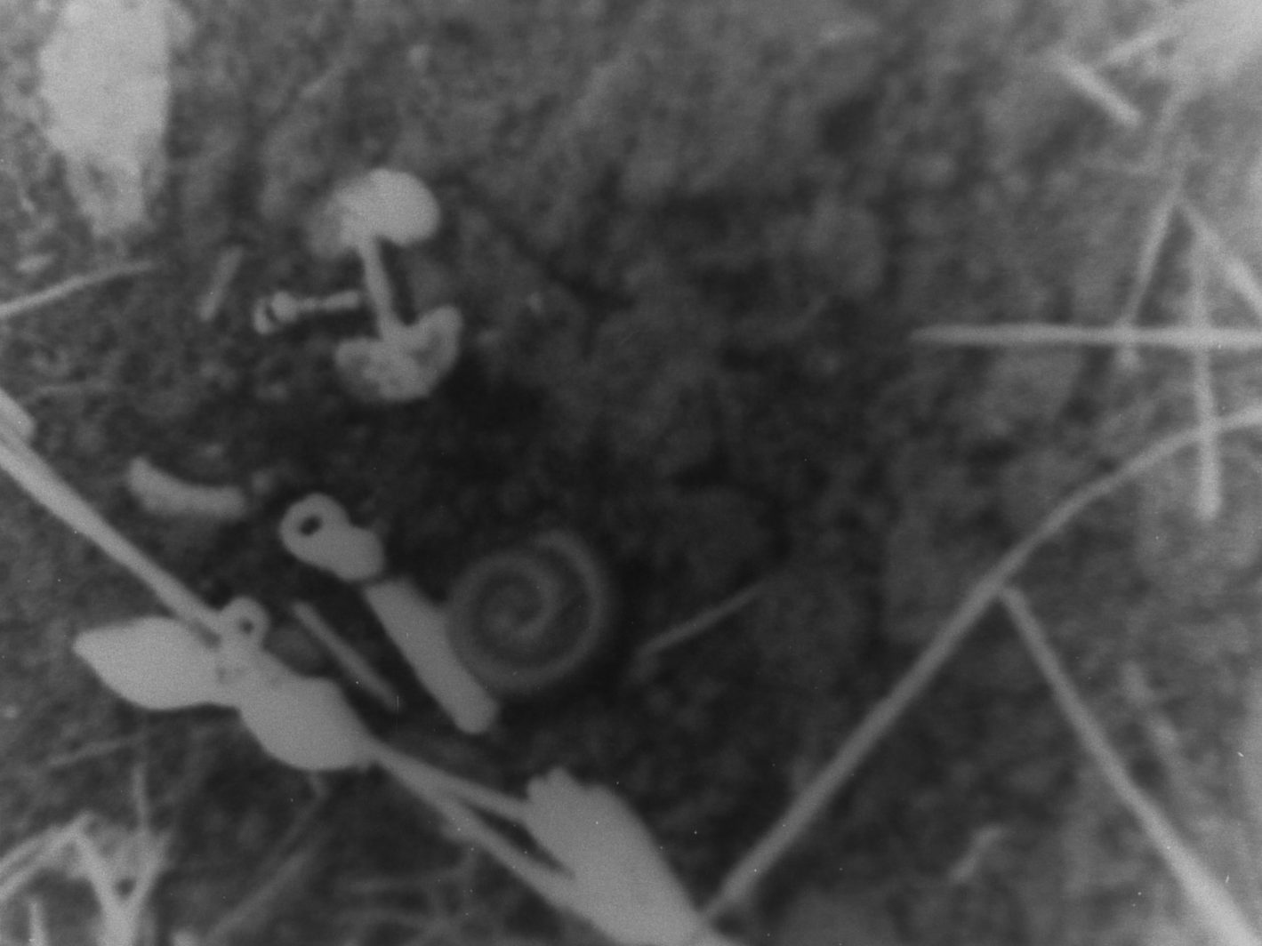 En Tierra – VIOLETA MORA